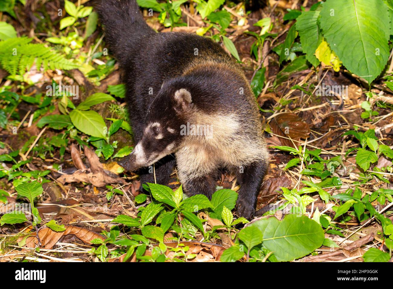 Coati in the jungle walking in the grass Stock Photo - Alamy