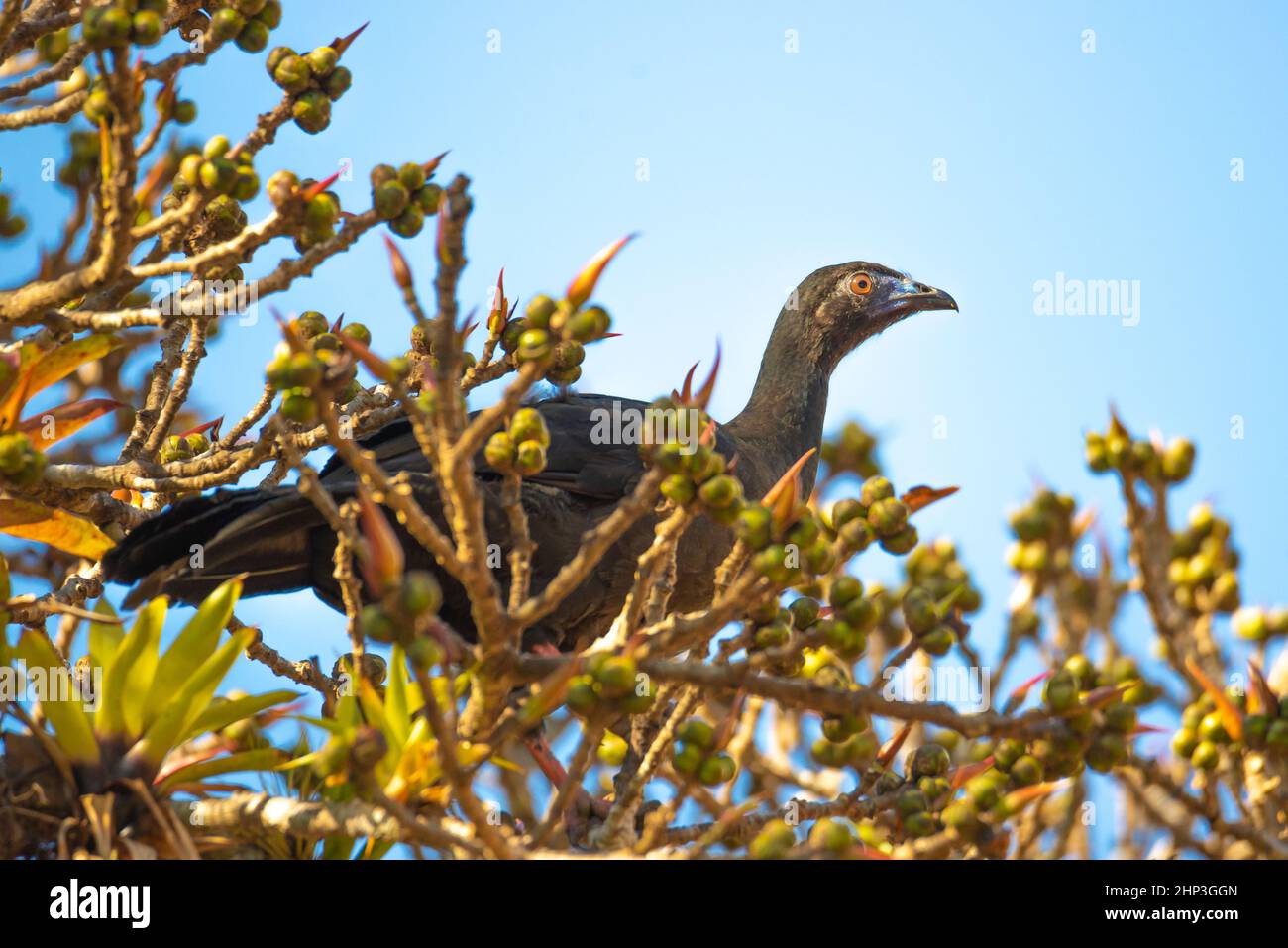 Chamaepectes hi-res stock photography and images - Alamy