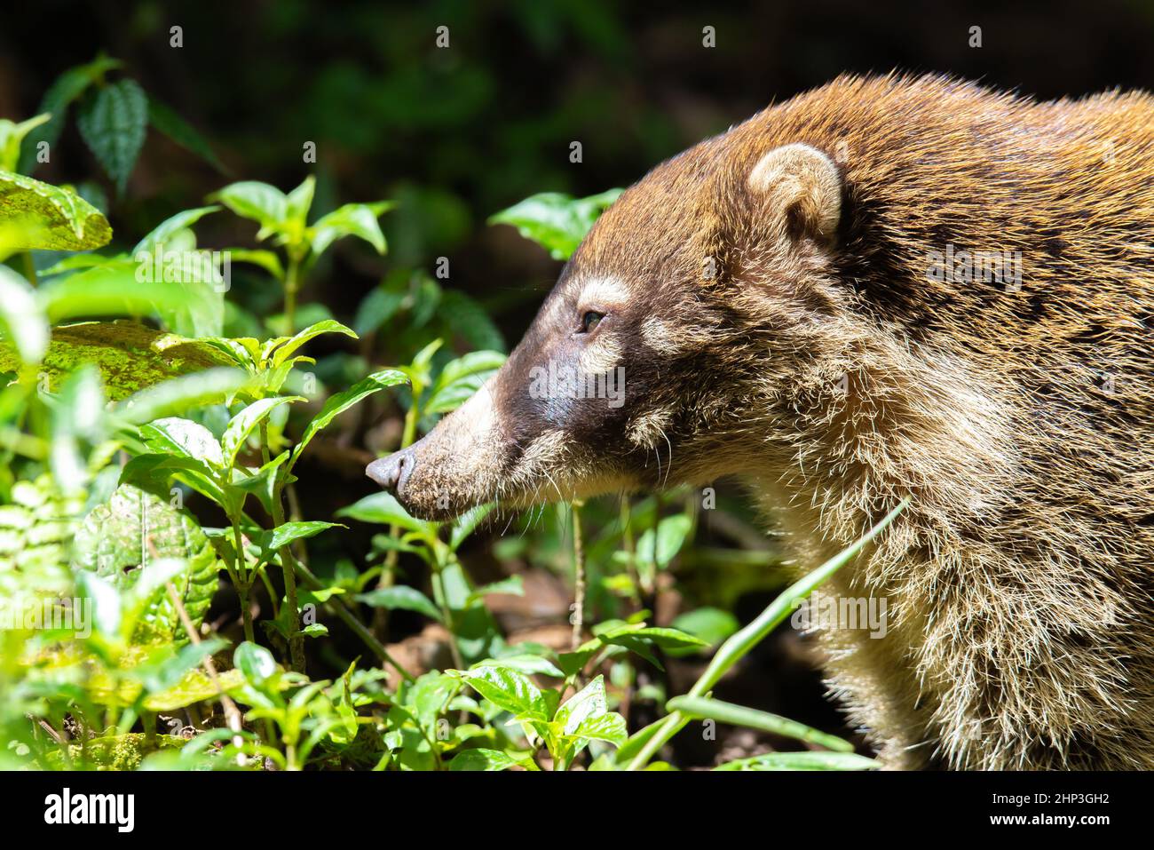 Close-up of a Coati in the jungle Stock Photo - Alamy