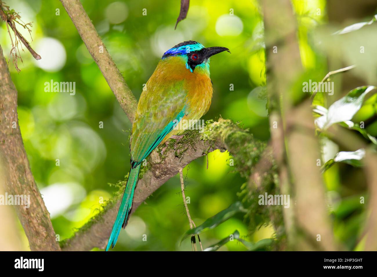 Brilliant, colorful, exotic bird in the jungle. Momot, Momotus lessonii ...