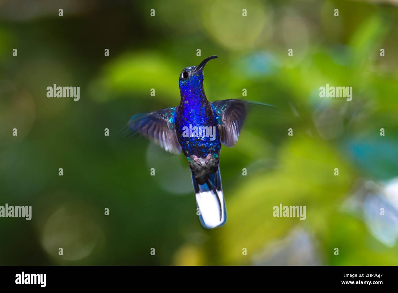 Blue, purple hummingbird flying in central america, Costa Rica. Violet ...
