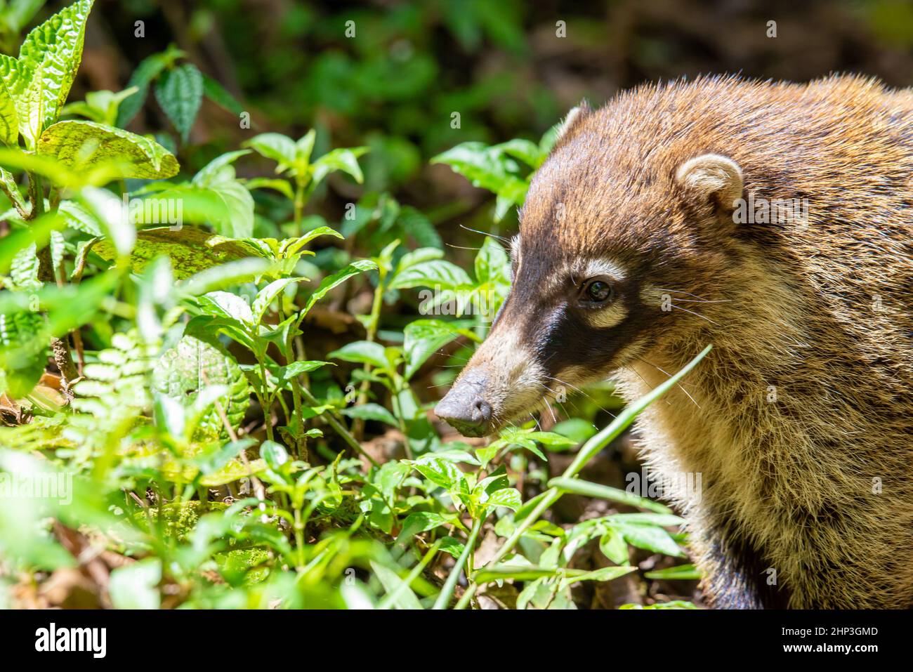 Adorable white nose coatimundi hi-res stock photography and images - Alamy