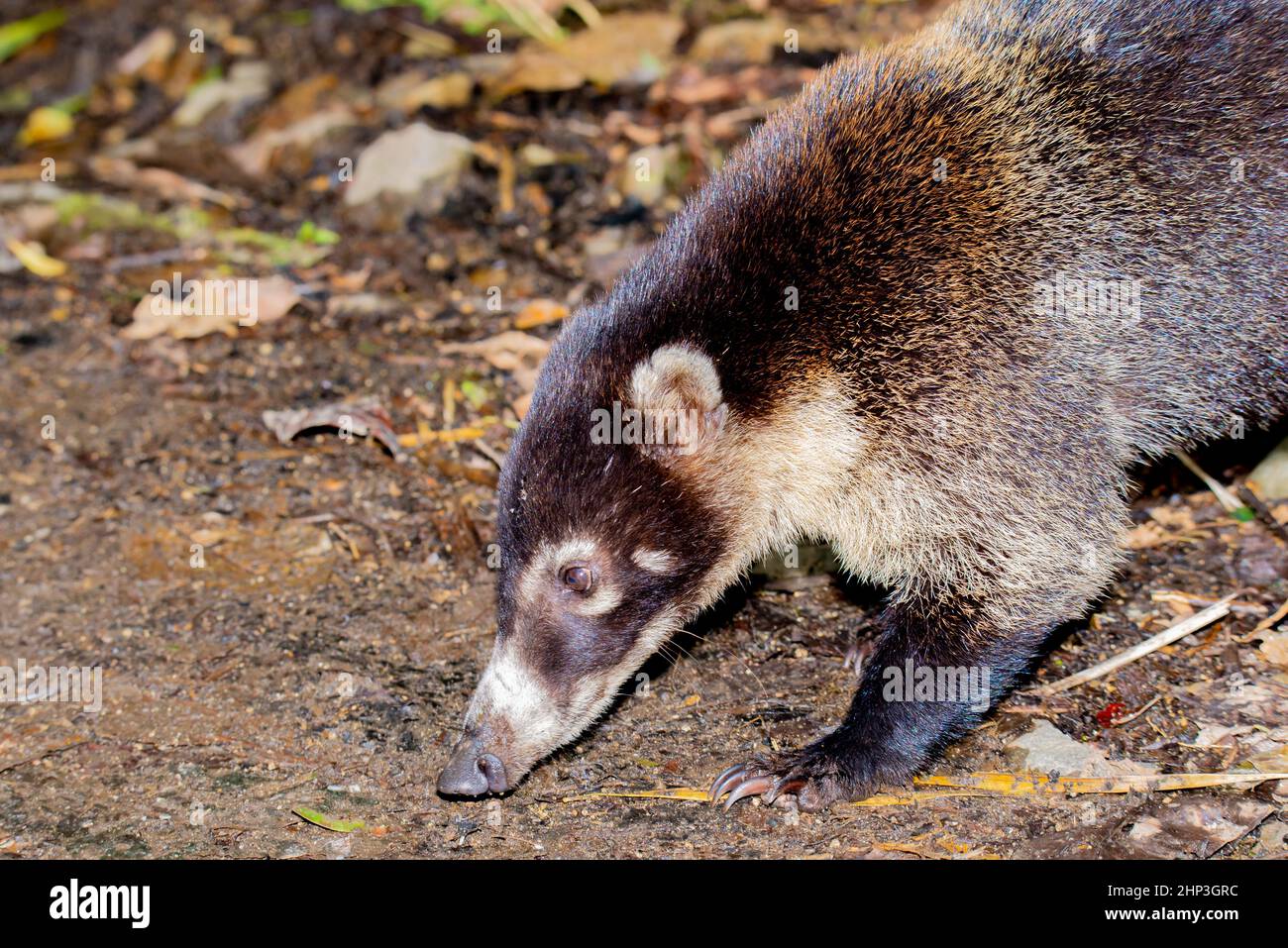Pisote hi-res stock photography and images - Alamy