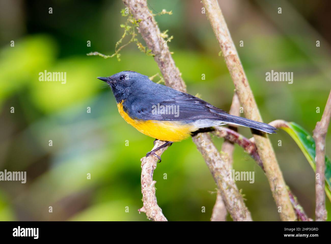 Balck and yellow bird in the jungle, Myioborus miniatus Stock Photo - Alamy