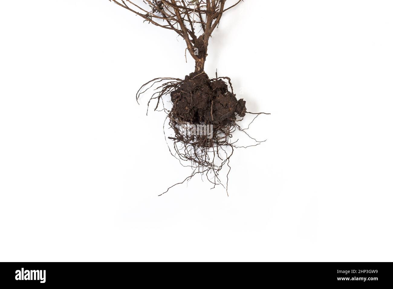 A dry root and part of a plant on a white background Stock Photo - Alamy