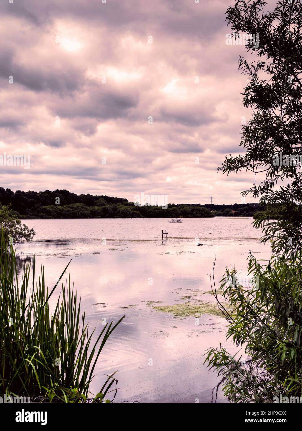 Lovely pink purple clouds reflected in wetlands at Fairburn Ings nature ...