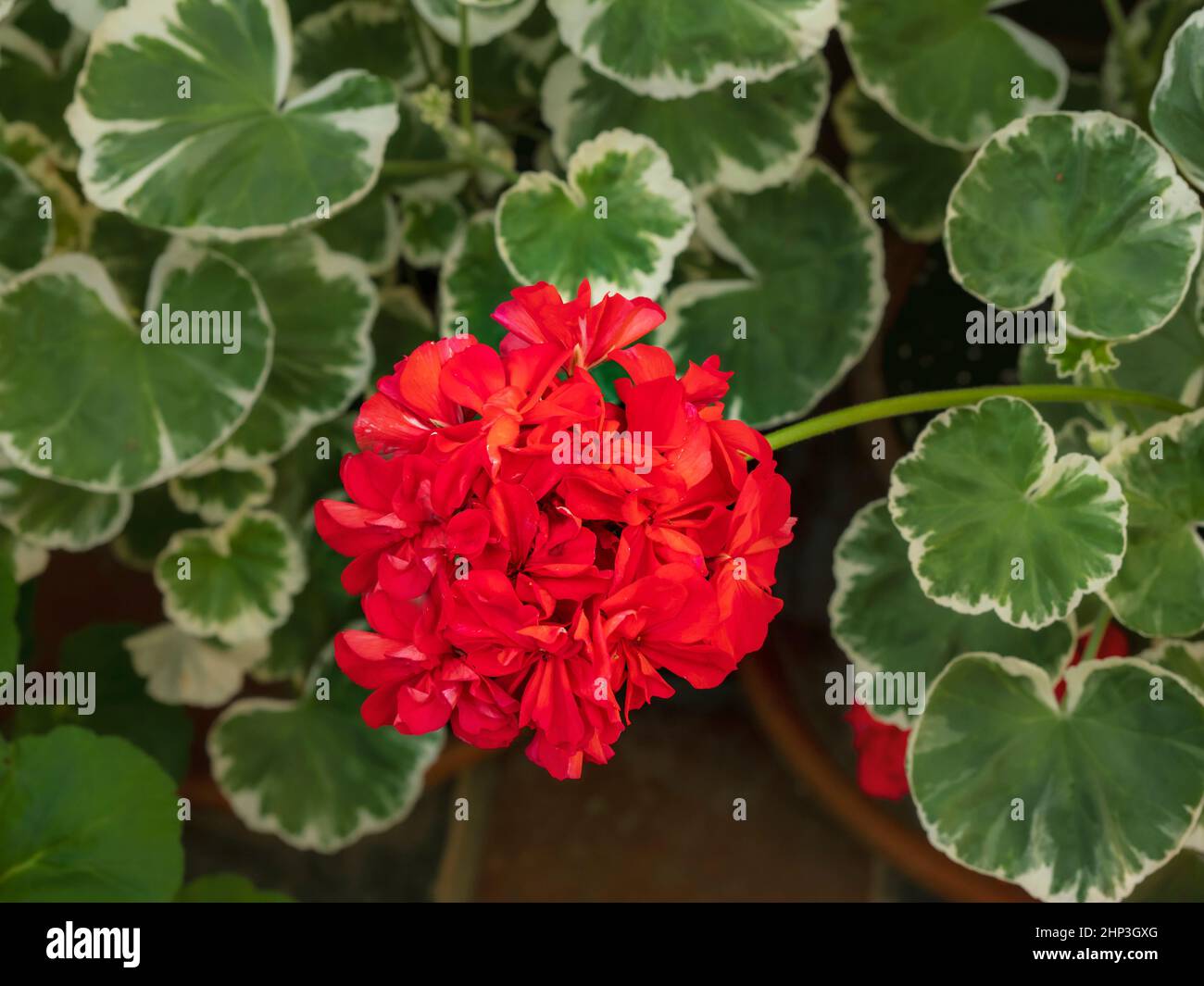 Potted Pelargonium geranium plants with beautiful variegated green ...