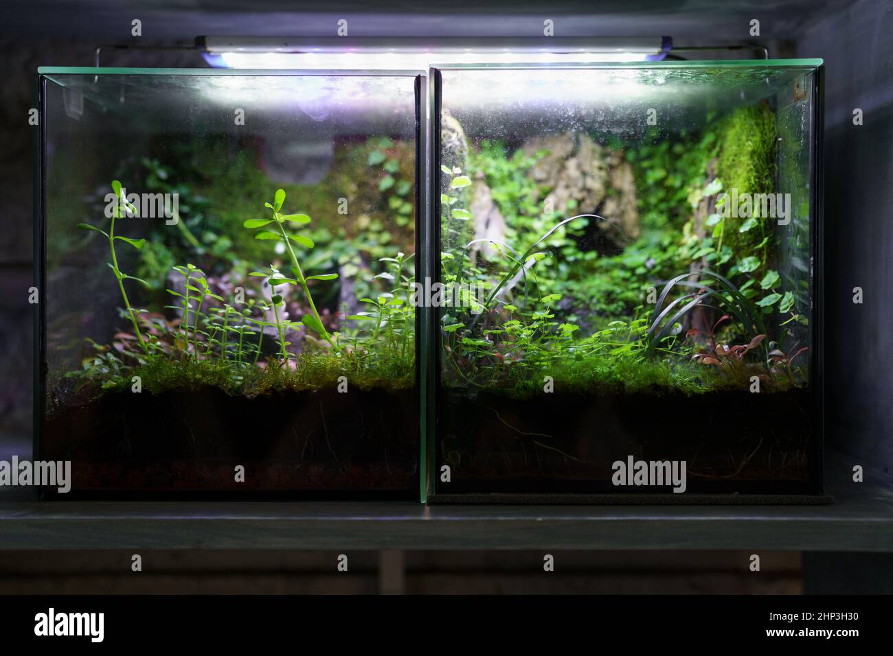 Modern closed florarium in interior. Mini home garden glass container ...