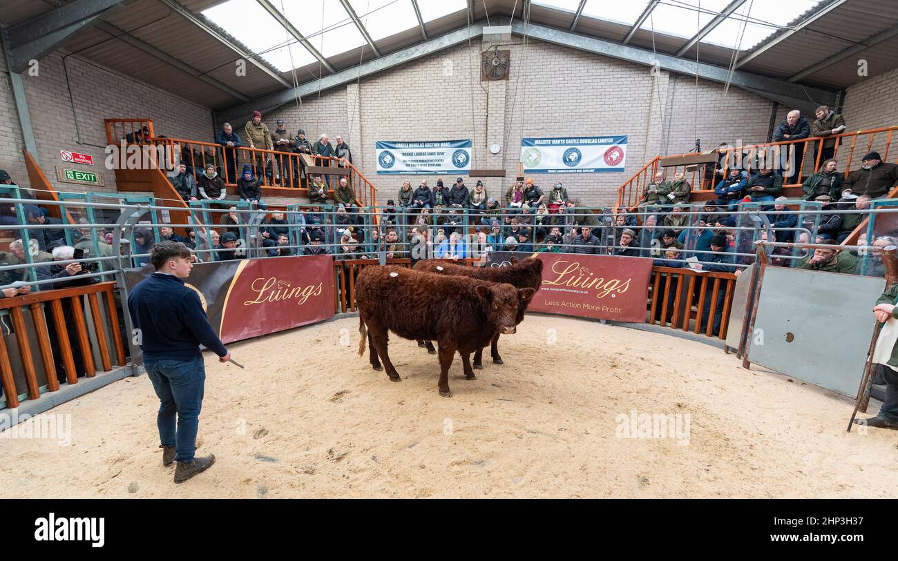 Luing cattle, a hardy Scottish native beef breed, being sold in a sale ...
