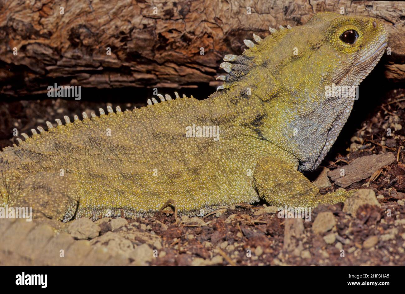 Tuatara reptile endemic new zealand hi-res stock photography and images ...