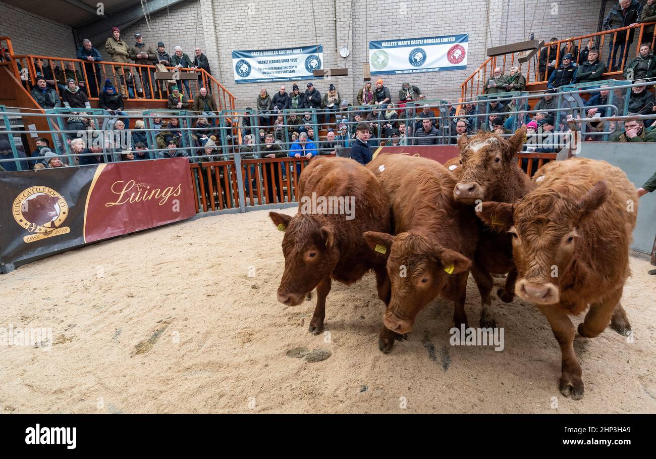 Luing cattle, a hardy Scottish native beef breed, being sold in a sale ...