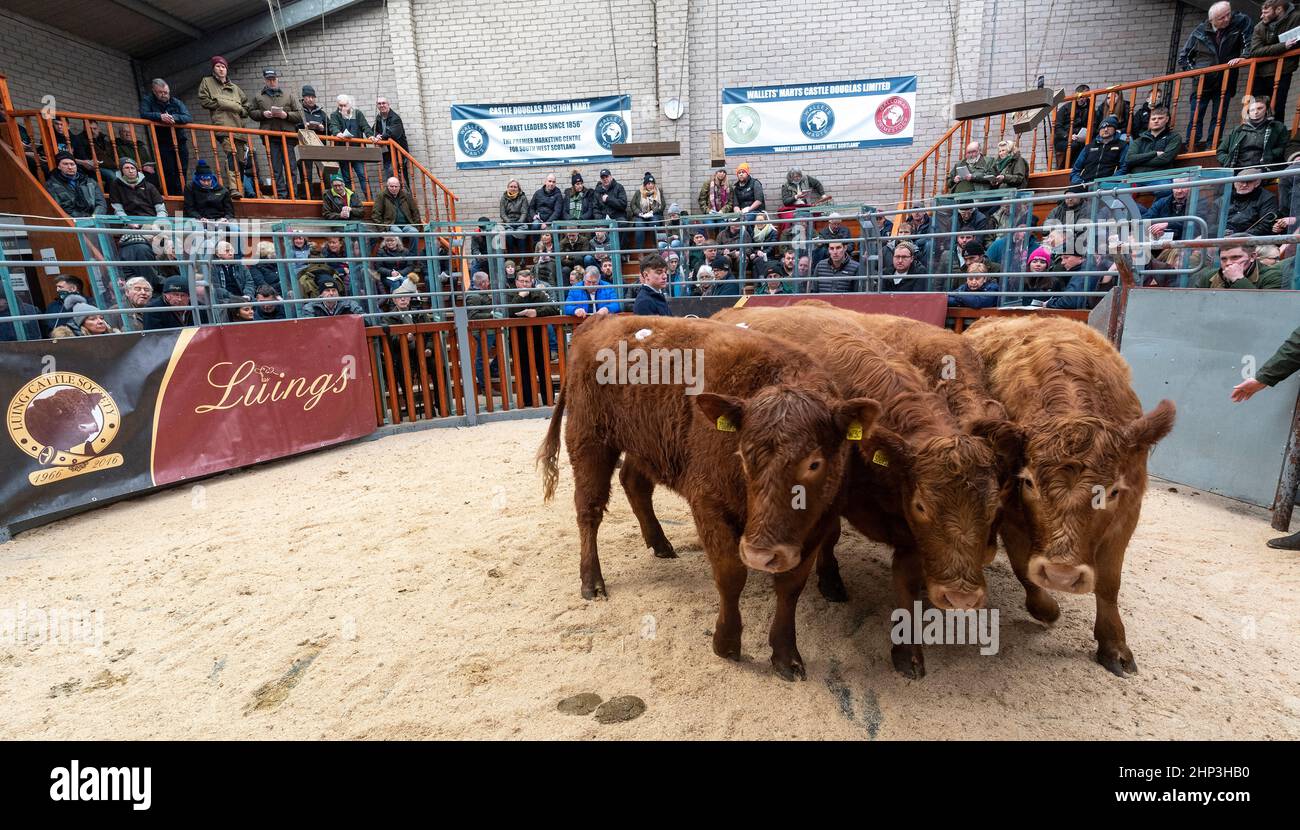 Cattle market castle douglas hi-res stock photography and images - Alamy