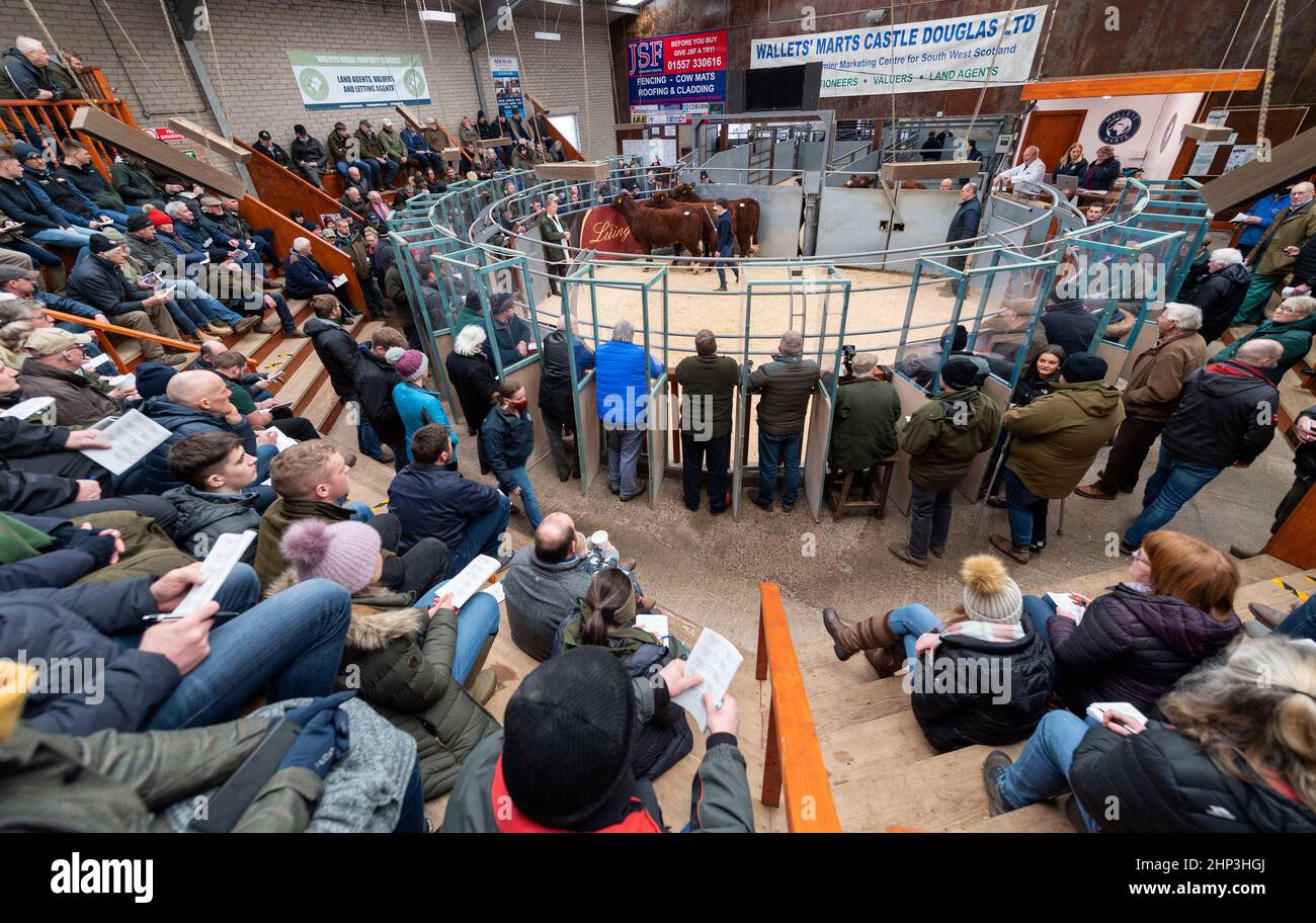 Luing cattle, a hardy Scottish native beef breed, being sold in a sale ...