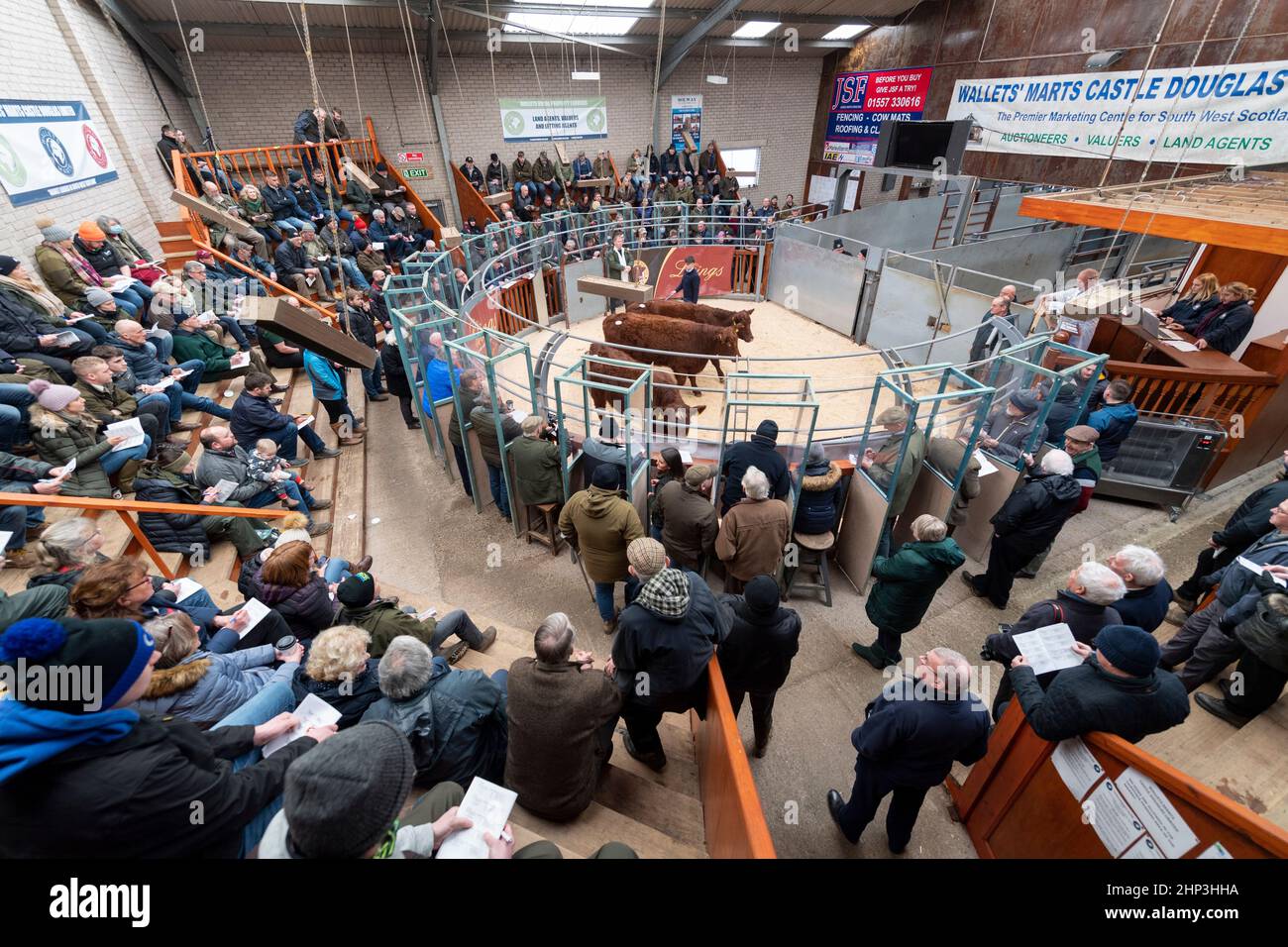 Luing cattle, a hardy Scottish native beef breed, being sold in a sale ...