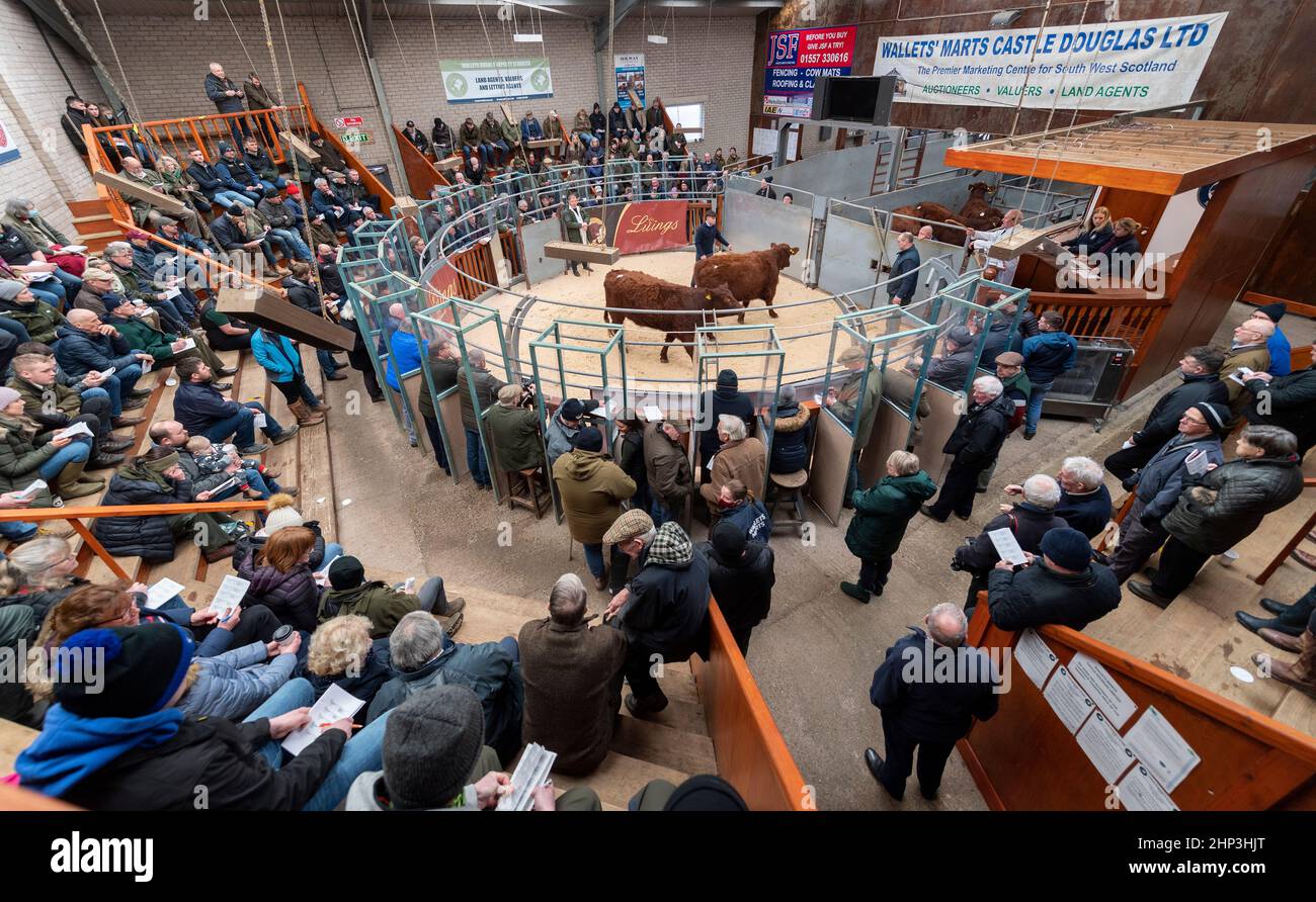Luing cattle, a hardy Scottish native beef breed, being sold in a sale ...