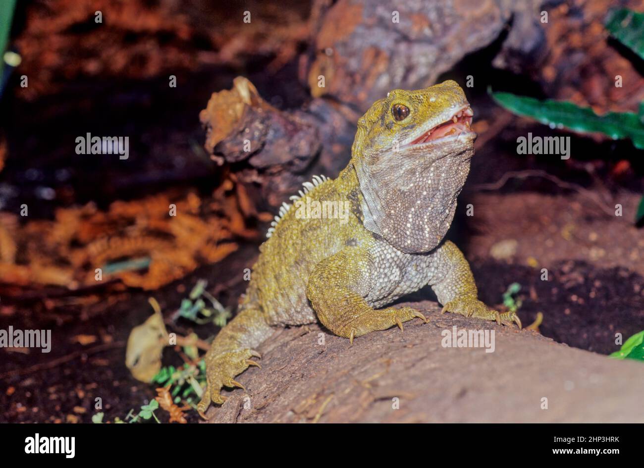 Tuatara Sphenodon punctatus are reptiles endemic to New Zealand ...