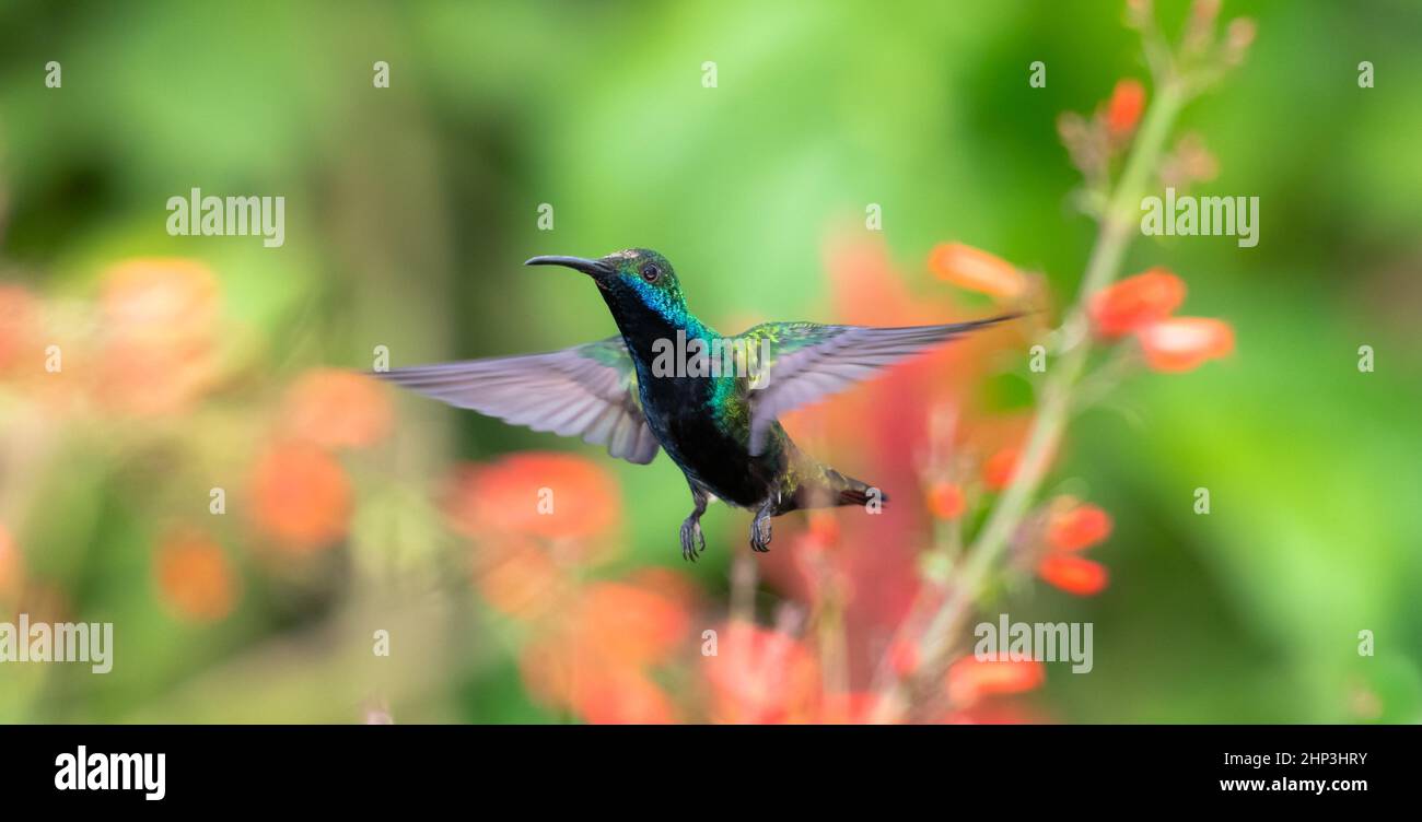 Colorful photo of a male Black-throated Mango hummingbird ...