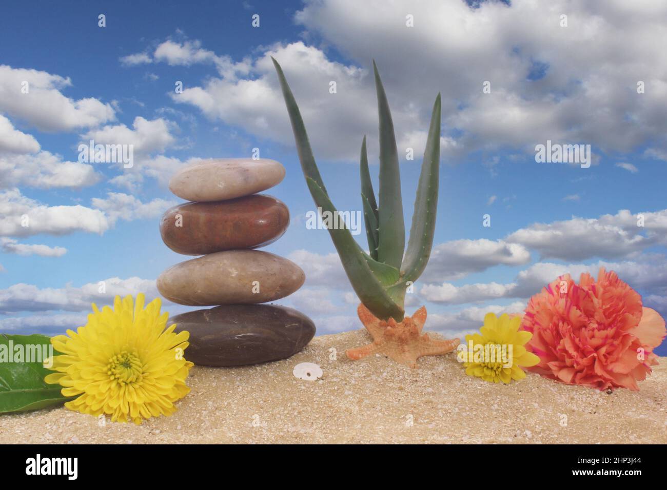 Aloe Vera With Flowers and Sea Shells on Sand Stock Photo - Alamy
