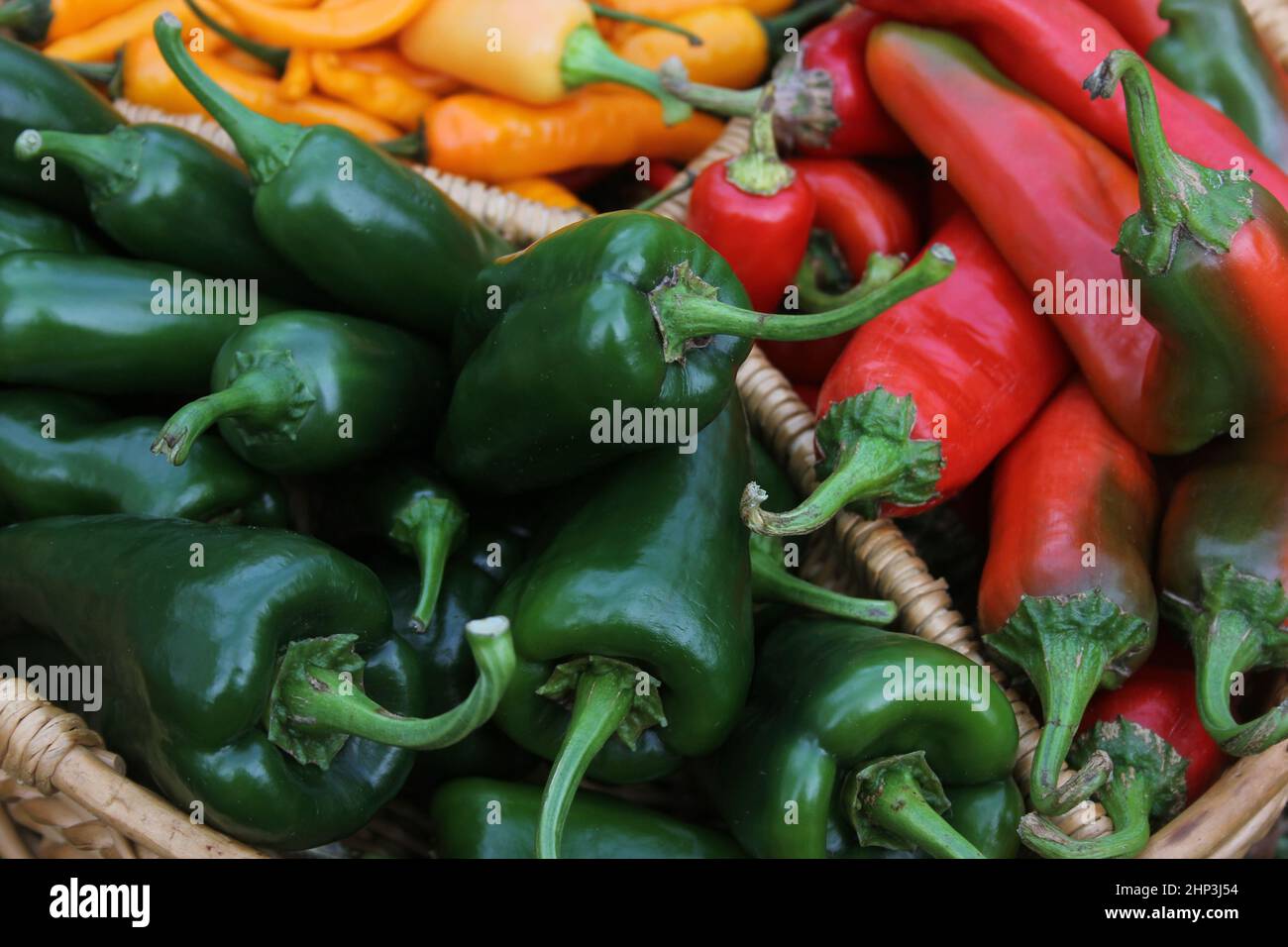 Poblano Peppers with Red Peppers and Yellow Peppers Stock Photo - Alamy