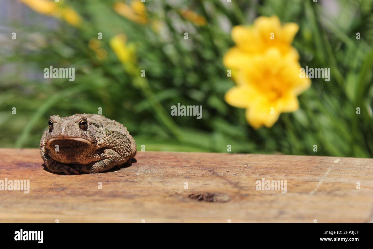 Texas Toad Anaxyrus speciosus in Flower Garden With Blurred Flowers in ...