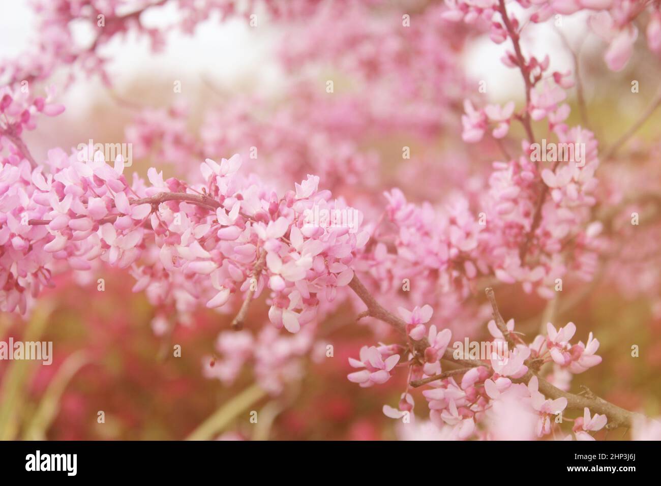 Texas Redbud Tree Cercis canadensis Shallow DOF Stock Photo - Alamy