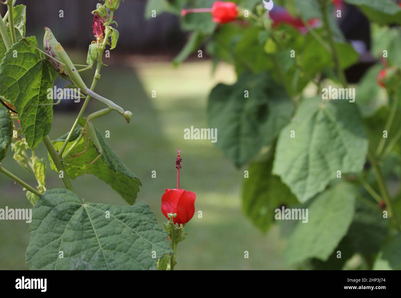 Praying Mantis on Red Hummingbird Bush Waiting for prey Shallow DOF ...