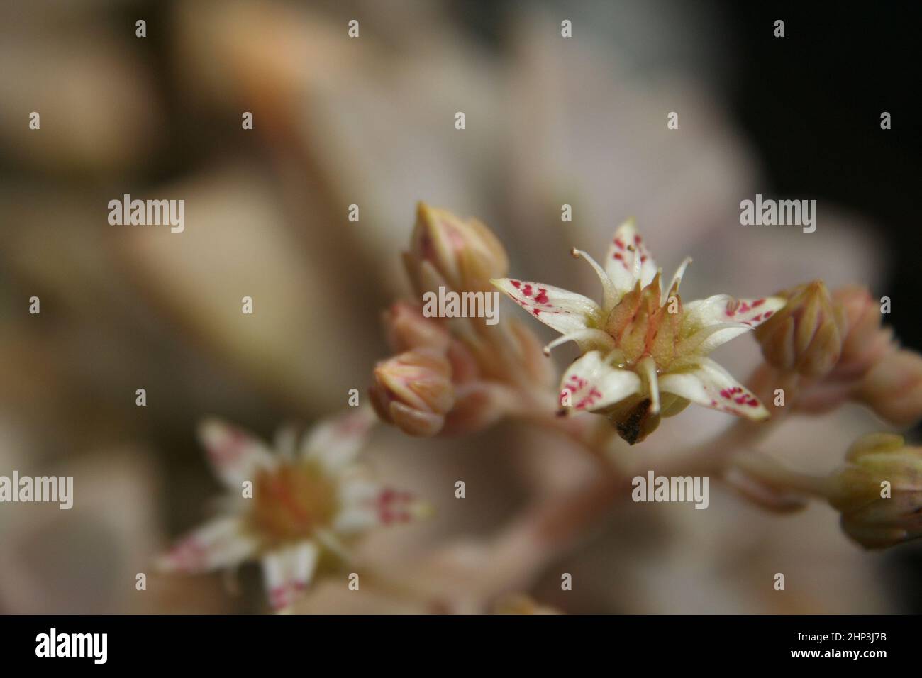 Hen and Chicks Houseplant Echeveria elegans In bloom Stock Photo - Alamy