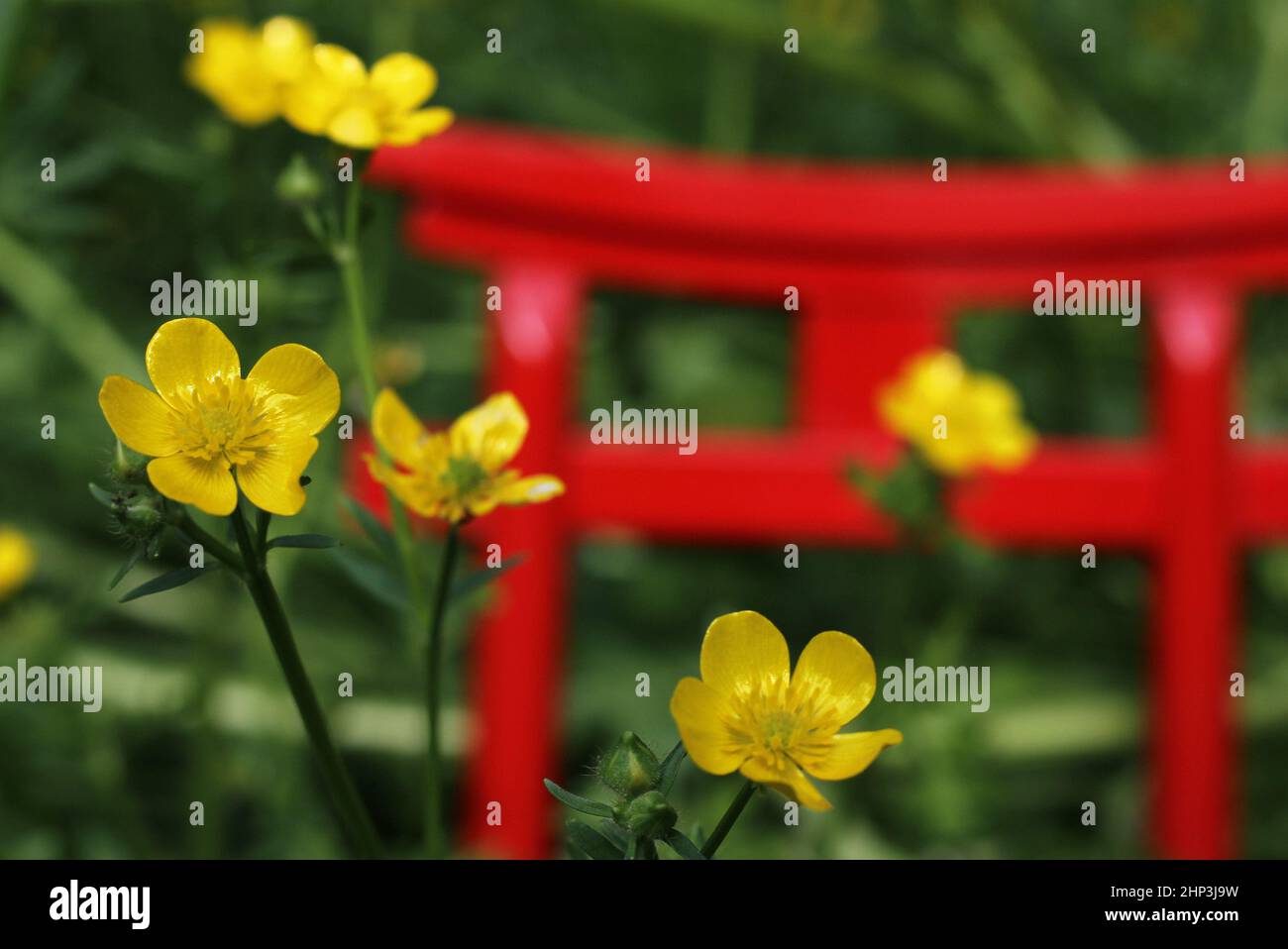 Yellow Flowers With Miniature Shinto Shrine Torii Gate Shallow DOF ...