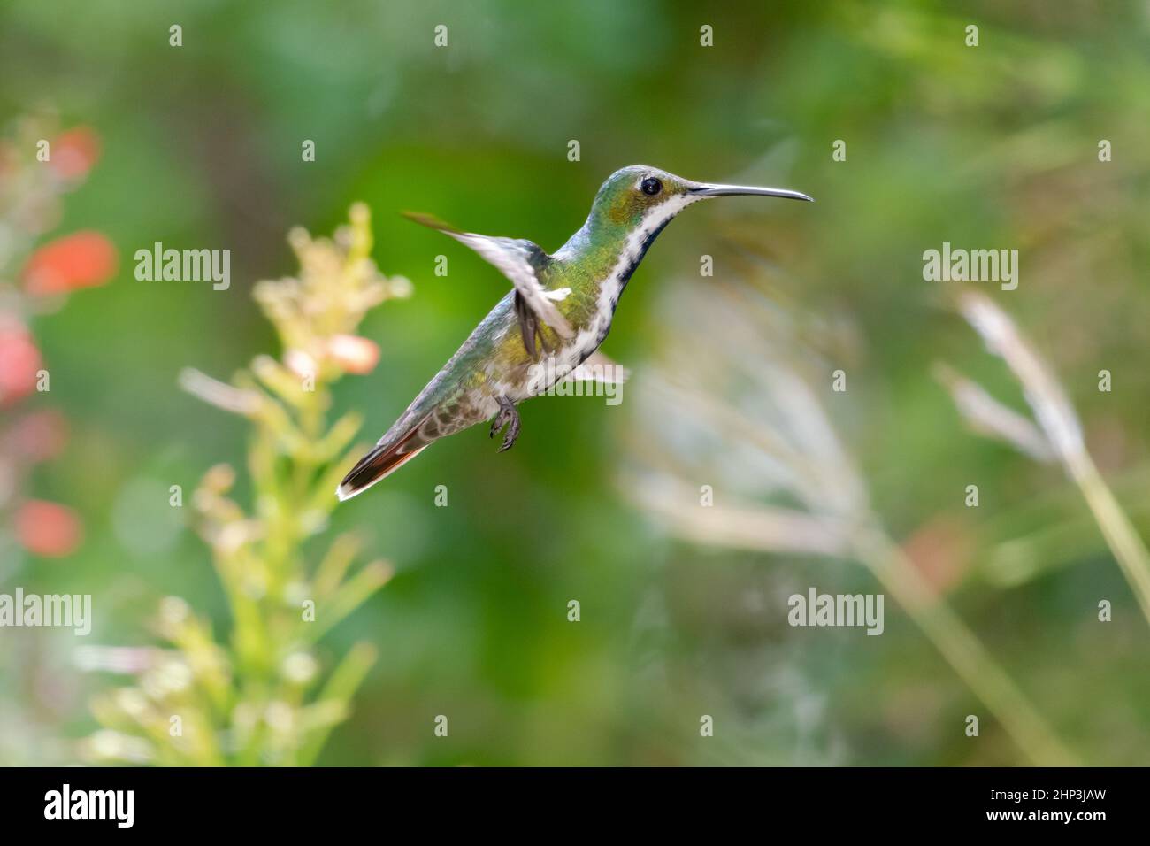 Black throated mango anthracothorax nigricollis female hi-res stock ...