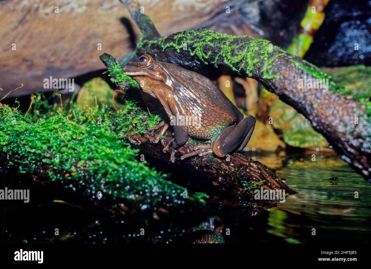 The green and golden bell frog (Ranoidea aurea), also named the green ...