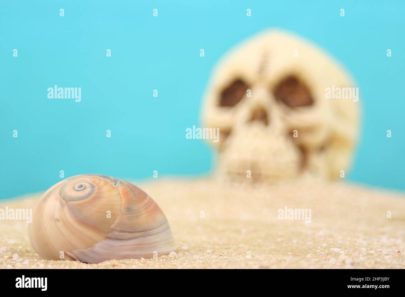 Sea Shell and Skull on Sand With Blue Background, Shallow DOF Stock ...