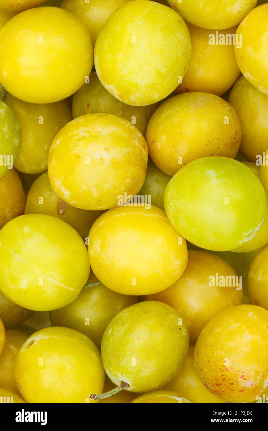 Mirabelles fruits mirabelle plum fruit background portrait format from ...