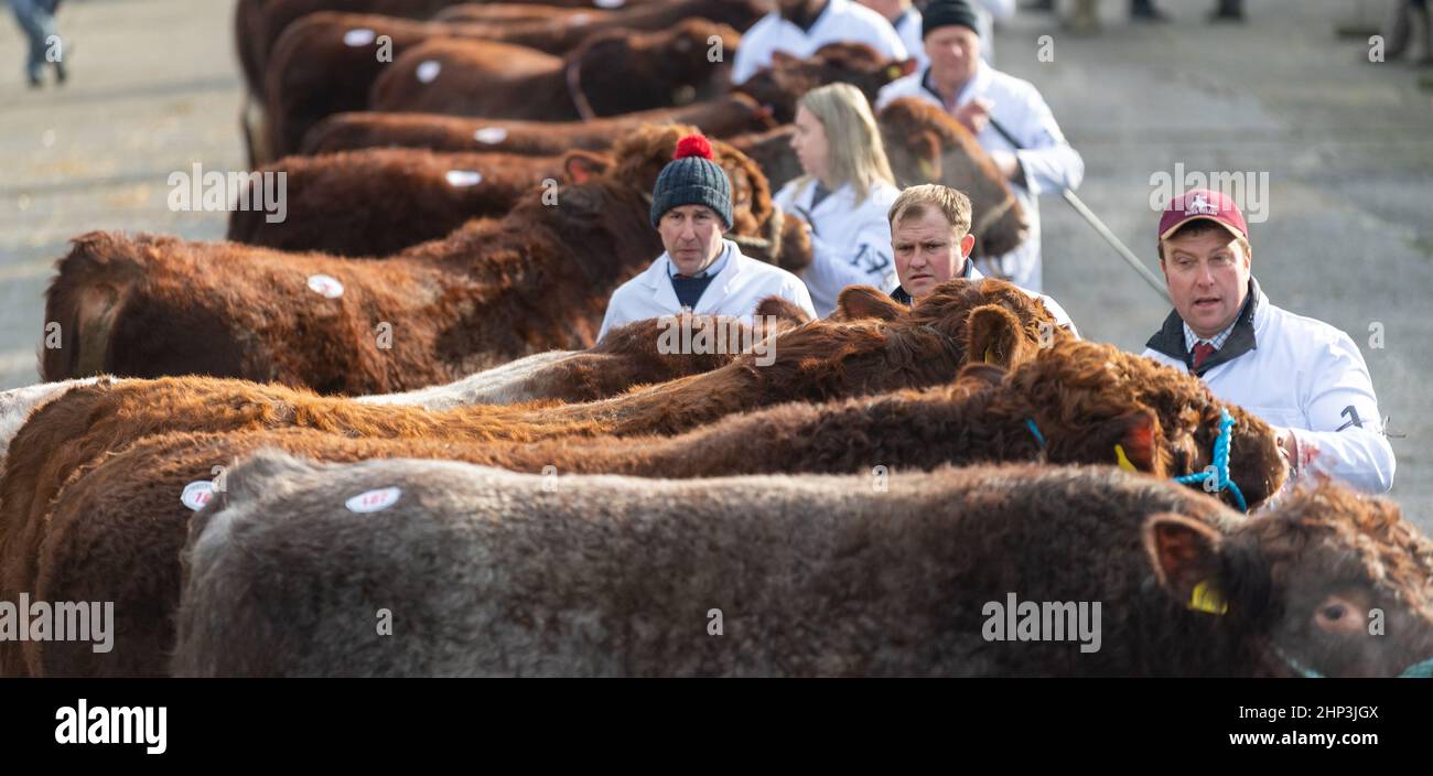 Parading Luing bulls at the breed sale at Castle Douglas, Dumfries and ...