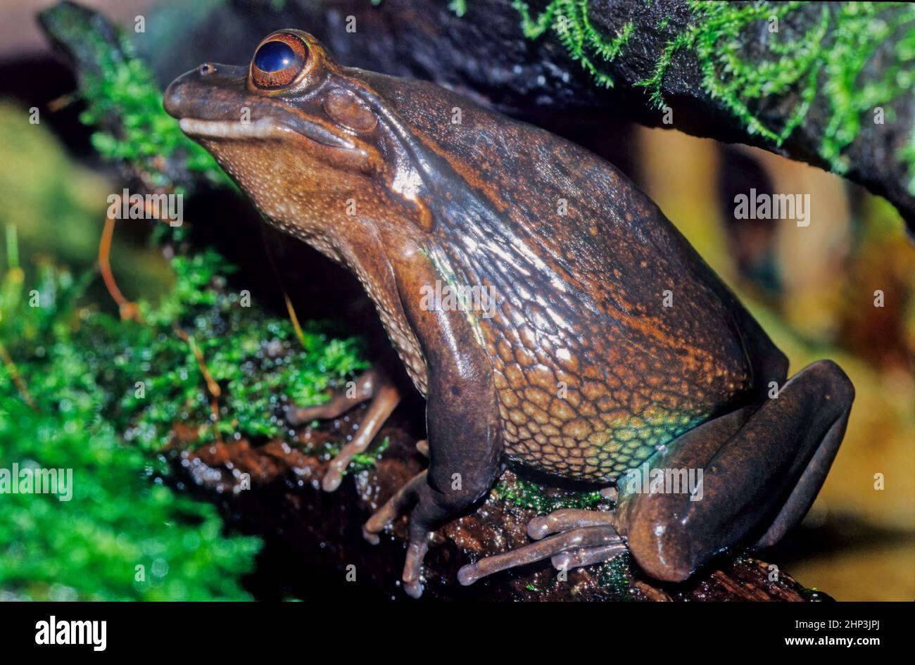 The green and golden bell frog (Ranoidea aurea), also named the green ...