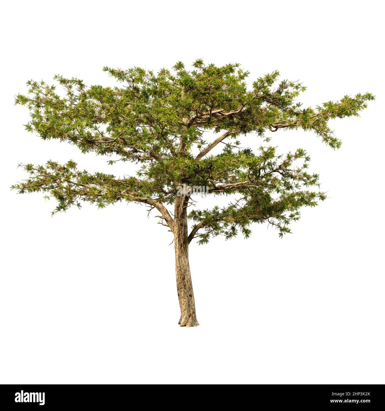 3D rendering of a green acacia tree isolated on white background Stock ...