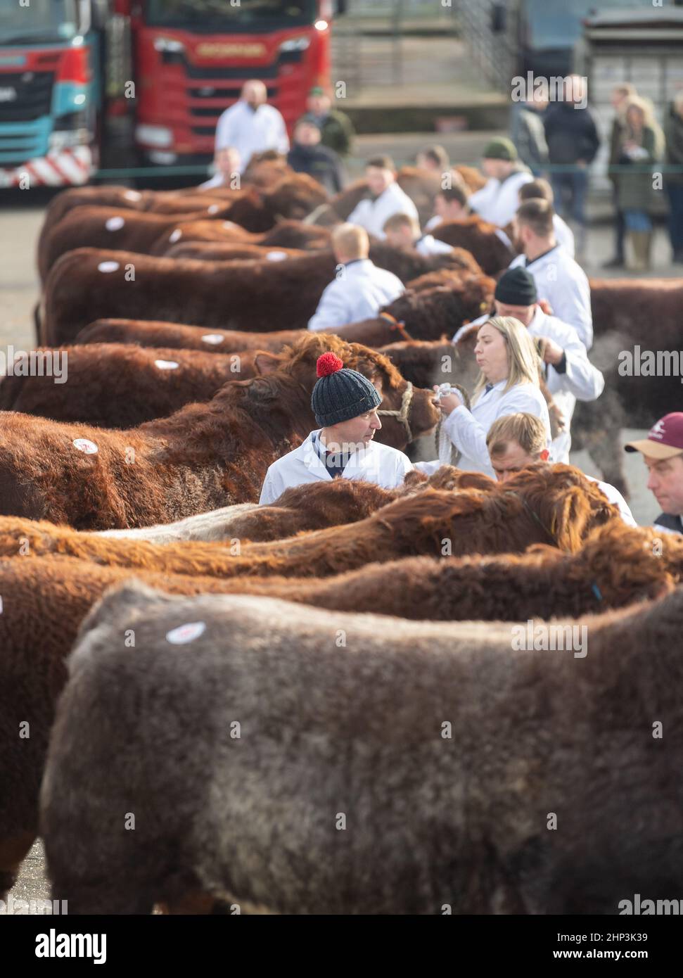 Parading Luing bulls at the breed sale at Castle Douglas, Dumfries and ...