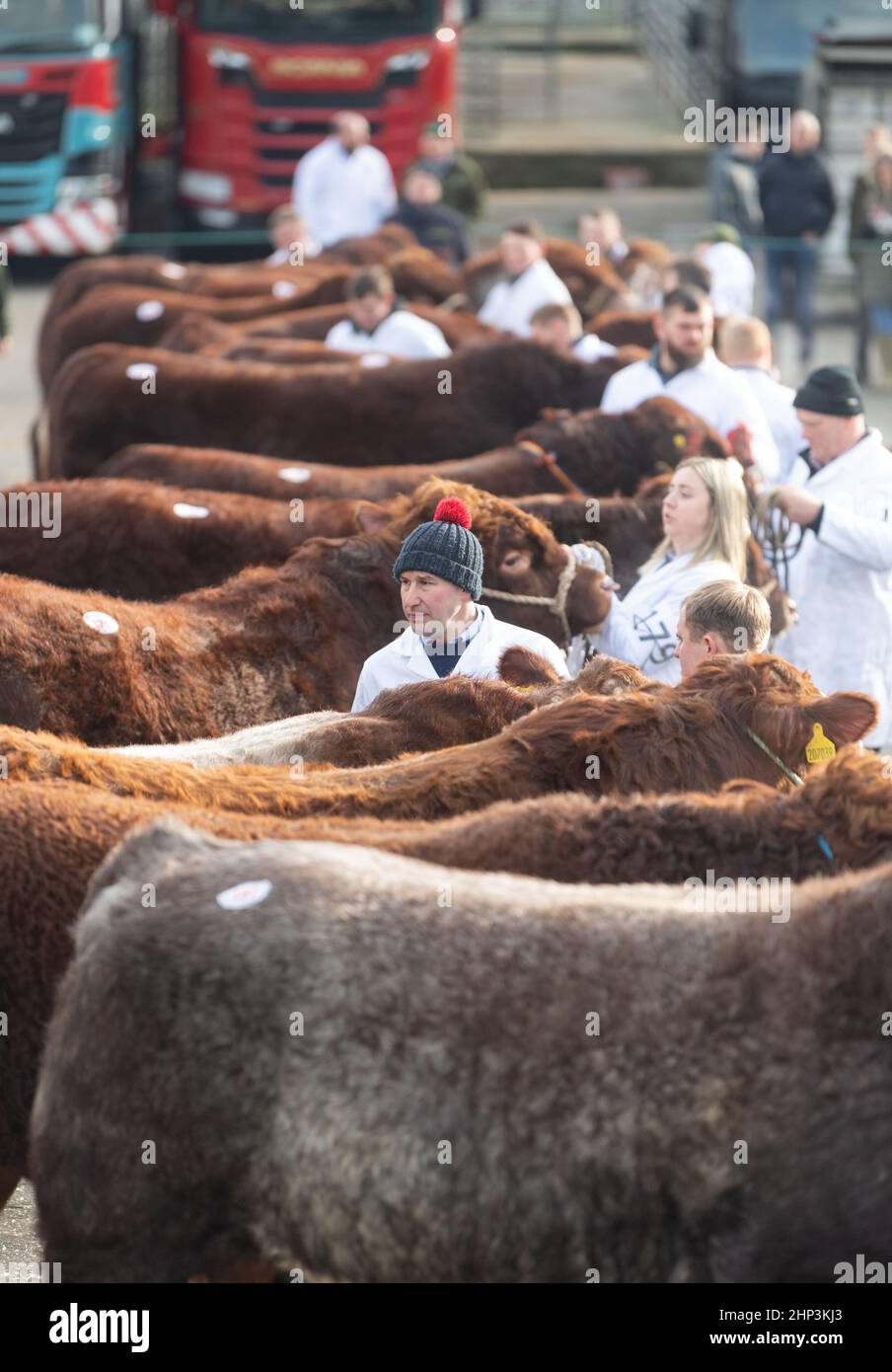 Douglas herd hi-res stock photography and images - Alamy