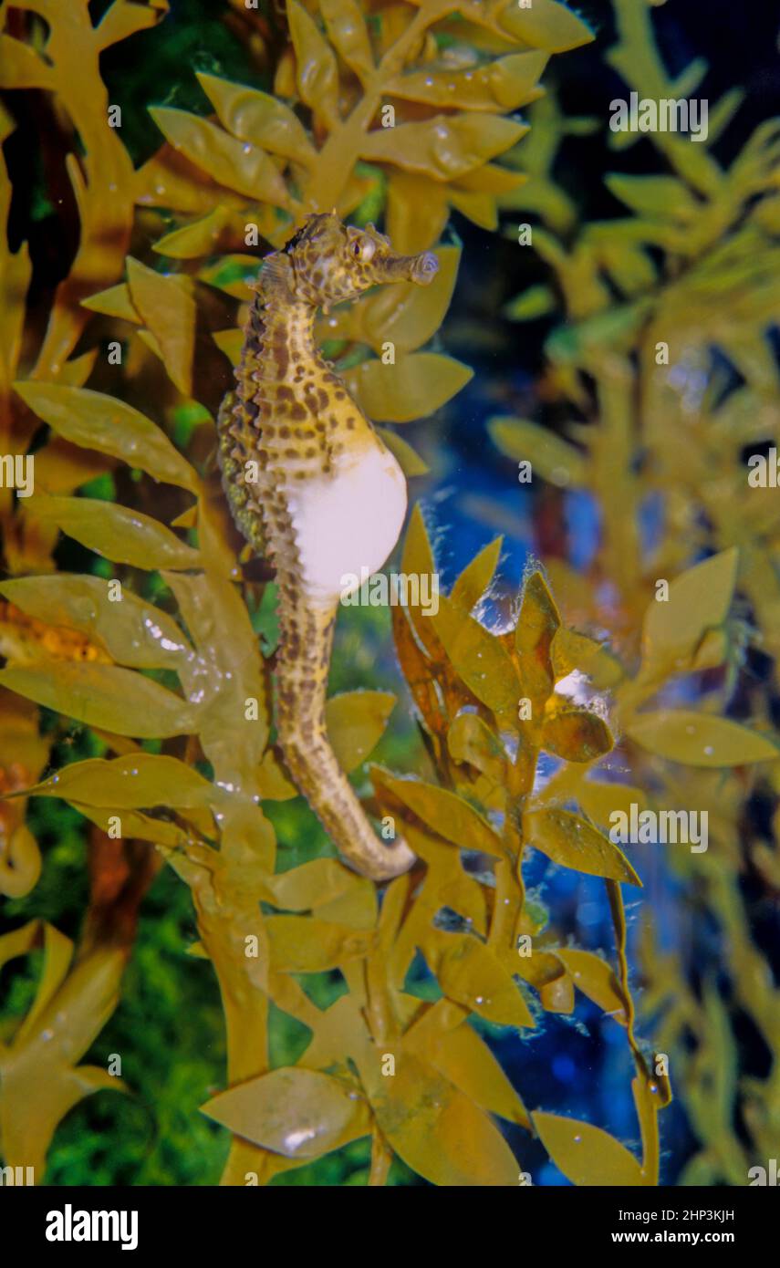 A seahorse also written sea-horse and sea horse is any of 46 species of ...