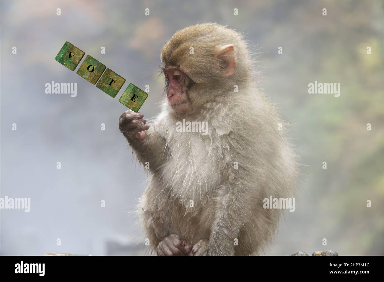 The 3d rendering of monkey hold a dice with vote wording Stock Photo ...