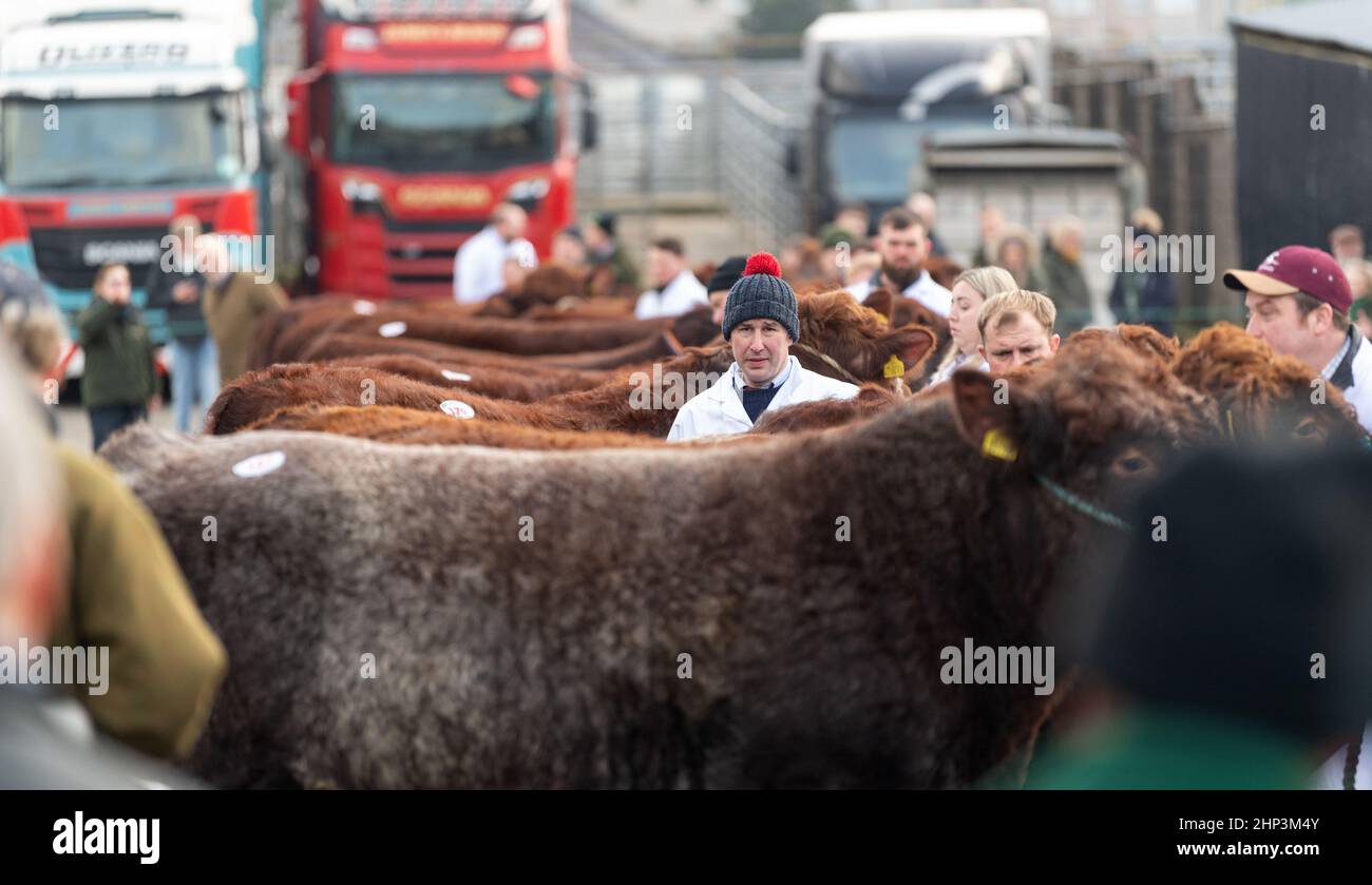 Parading Luing bulls at the breed sale at Castle Douglas, Dumfries and ...