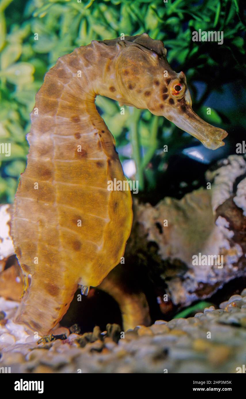 A seahorse also written sea-horse and sea horse is any of 46 species of ...