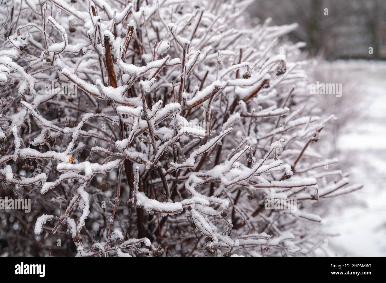 snow covered bush. snow bush in the park. background Stock Photo - Alamy
