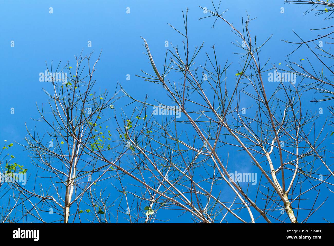 para rubber tree branch against with blue color sky Stock Photo - Alamy