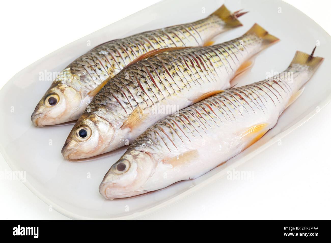 Raw Osteochilus or fresh water fish in thailand prepare for cooking ...