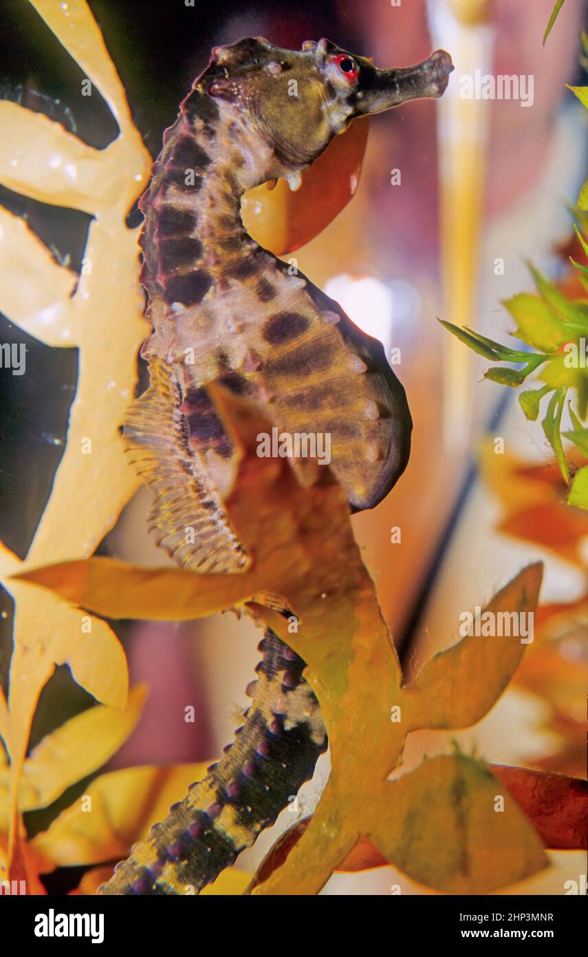 A seahorse also written sea-horse and sea horse is any of 46 species of ...