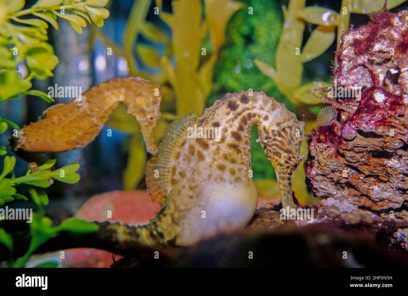 A seahorse also written sea-horse and sea horse is any of 46 species of ...