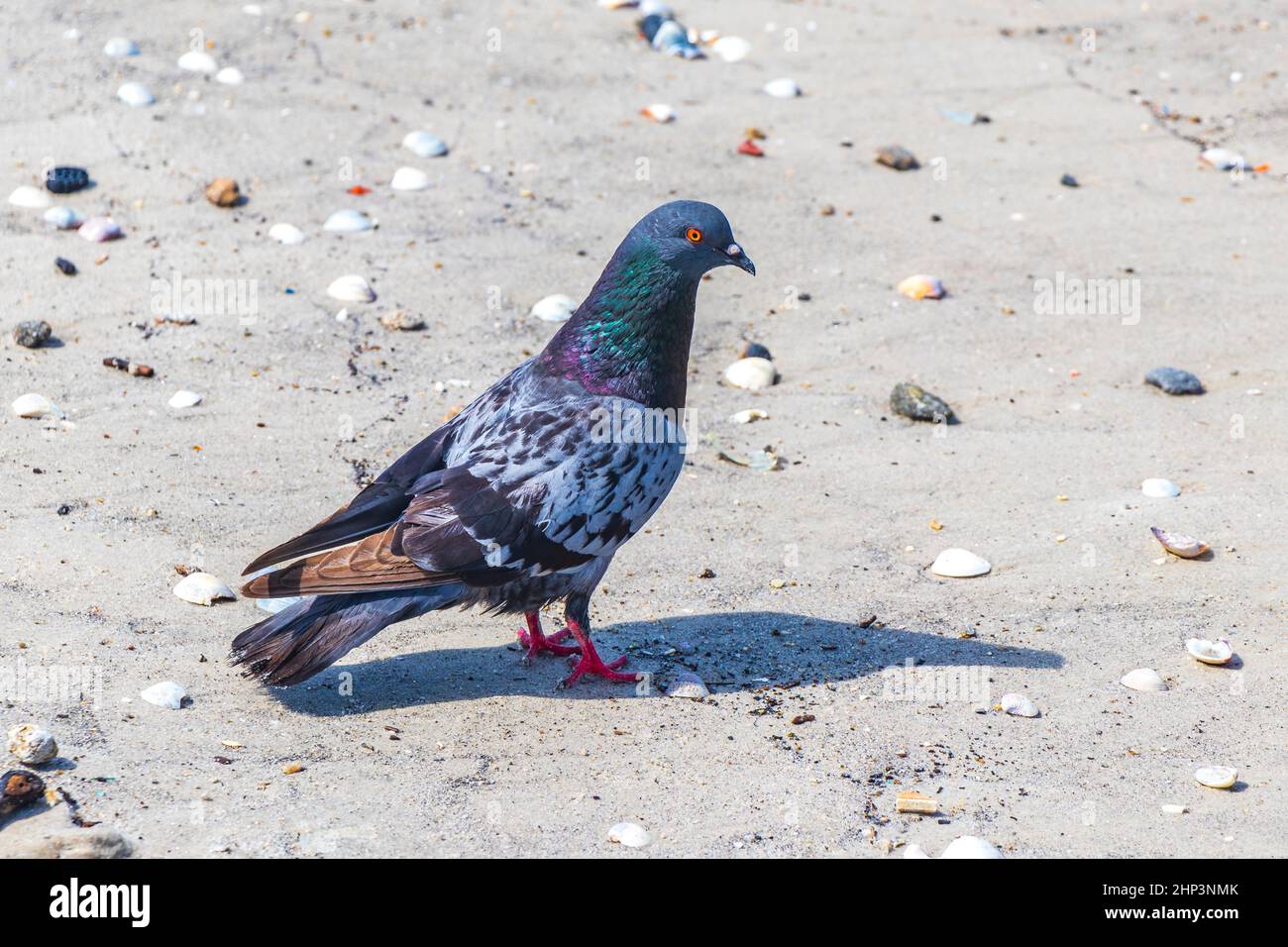 Portrait de pigeon hi-res stock photography and images - Alamy