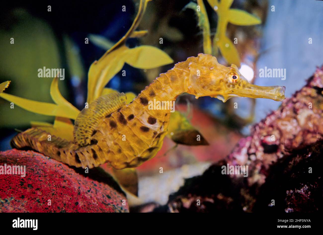 A seahorse also written sea-horse and sea horse is any of 46 species of ...