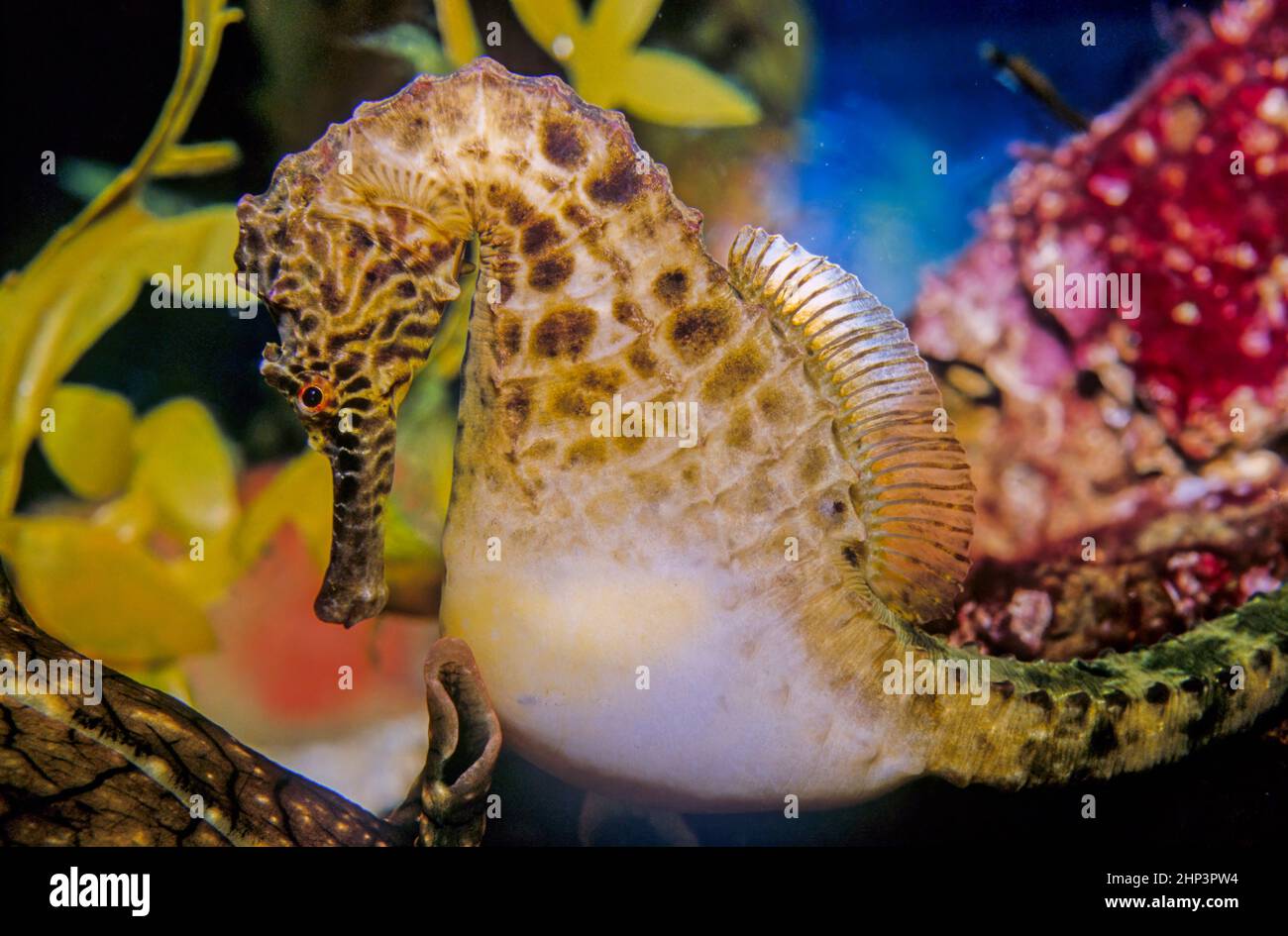 A seahorse also written sea-horse and sea horse is any of 46 species of ...