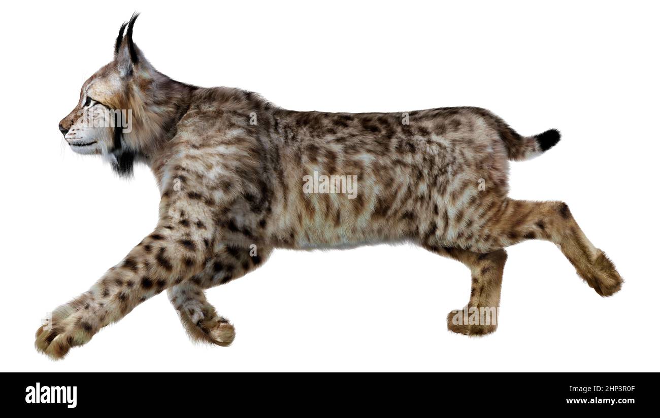3D rendering of a wild lynx animal isolated on white background Stock ...